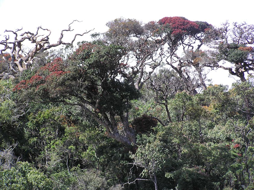 Sri Lanka Montane Rainforests One Earth